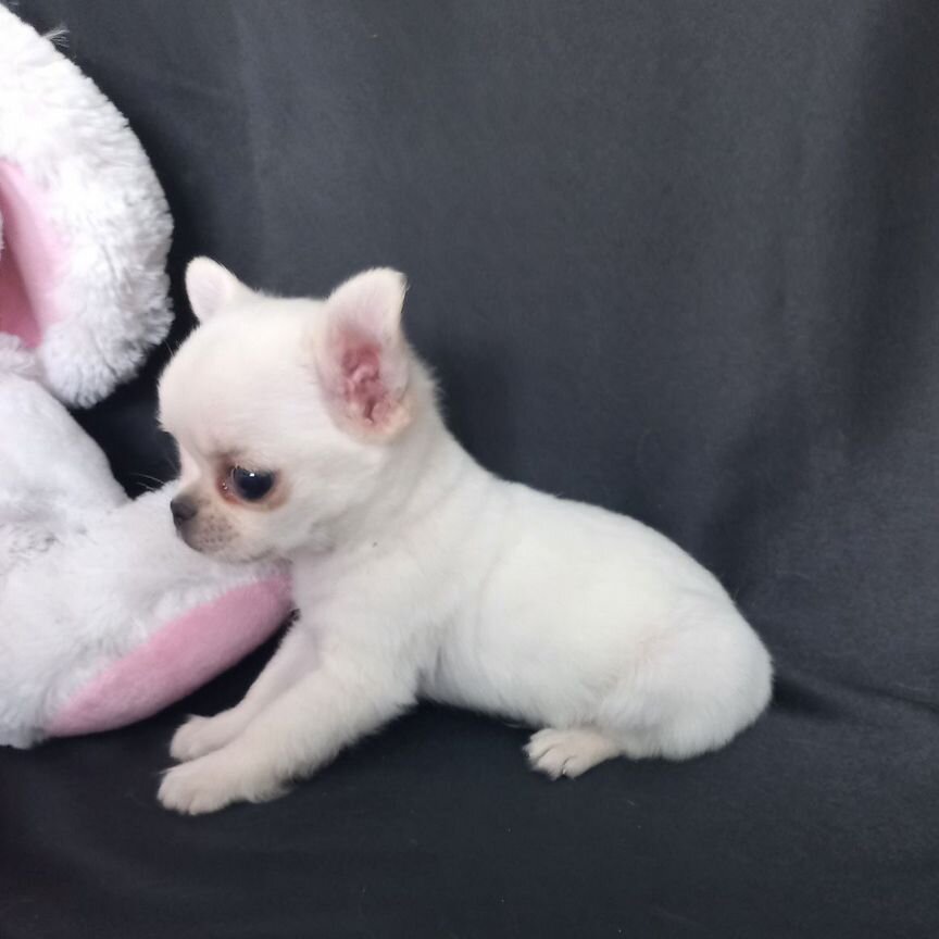 Щенки чихуахуа