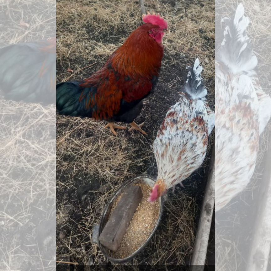 Домашние молодые петухи