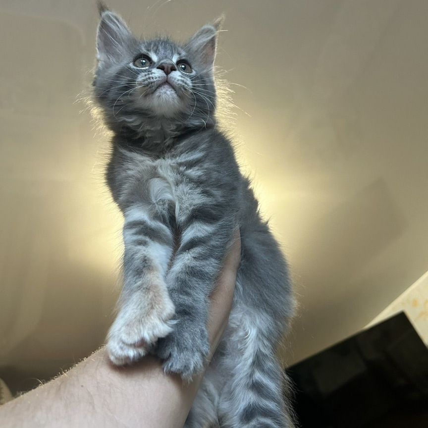 Котята мейн-кун