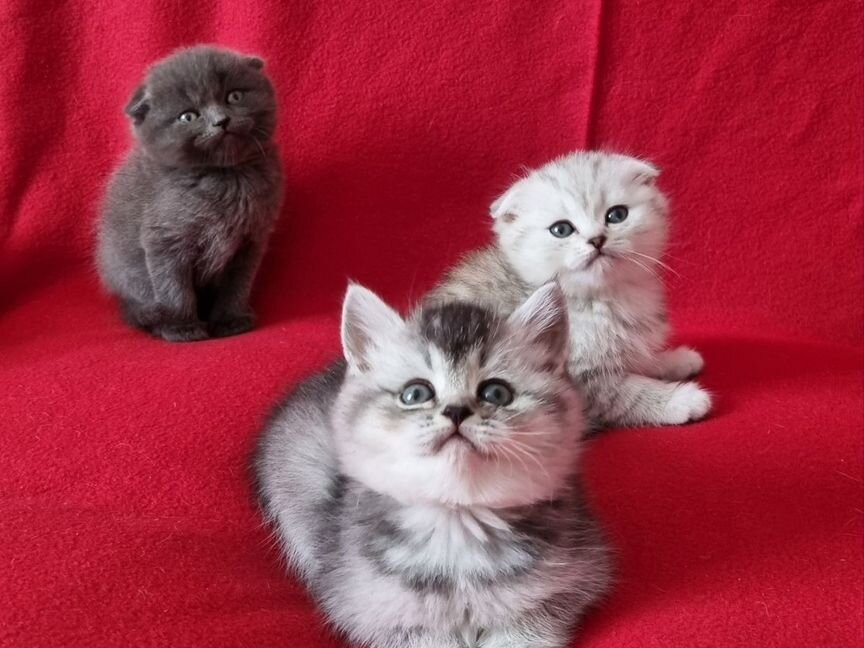 Шотландские котята