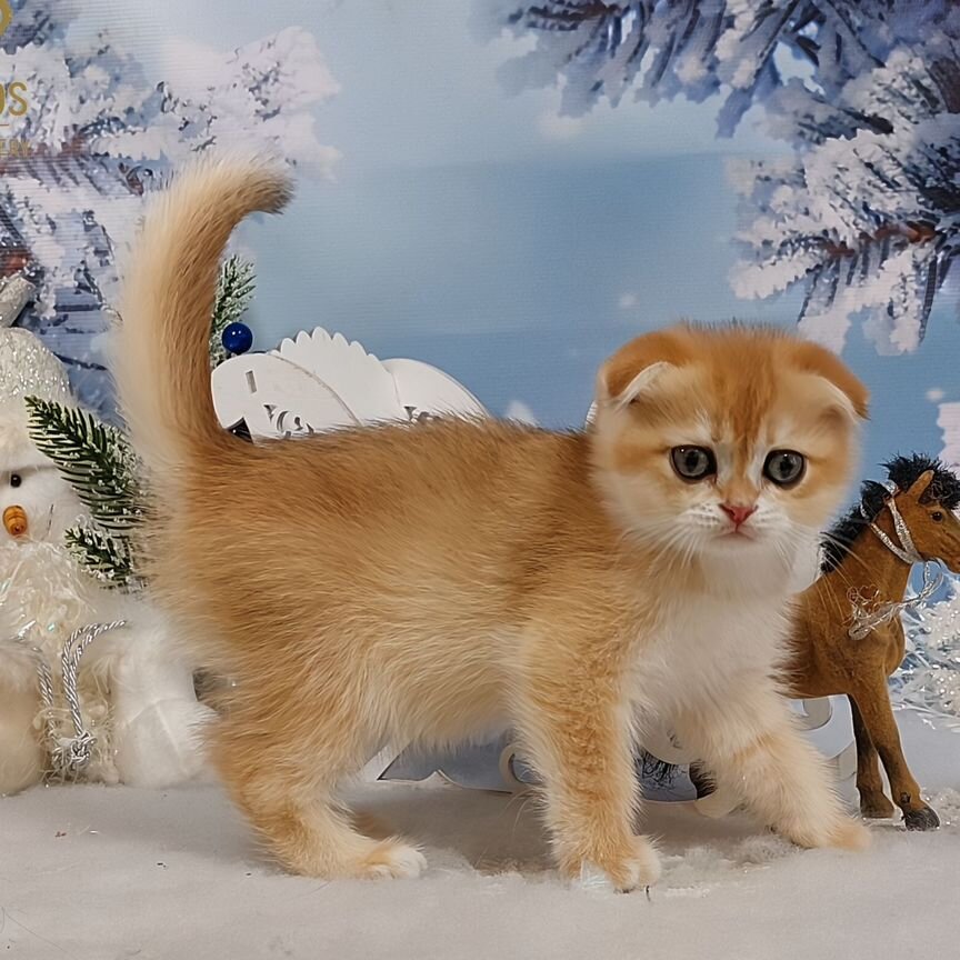 Шотландский вислоухий короткошёрстный котёнок
