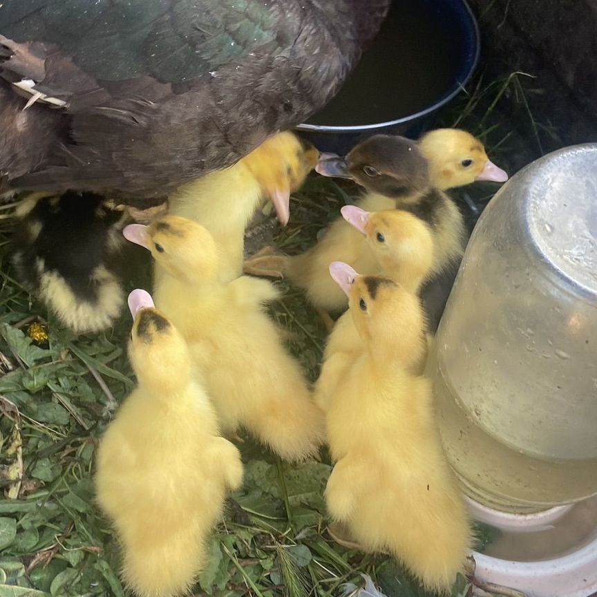 Утята шипуны