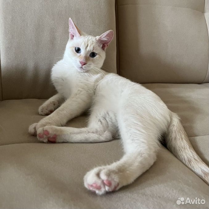 Кот тайский ред поинт вязка