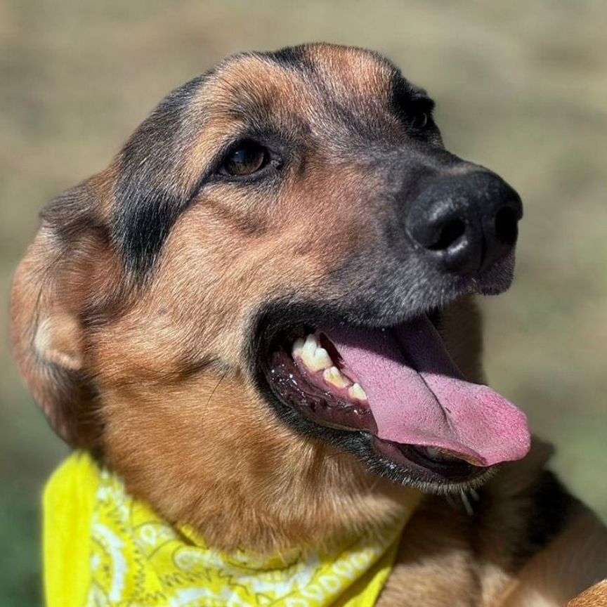 Собака Доверчивая Флора