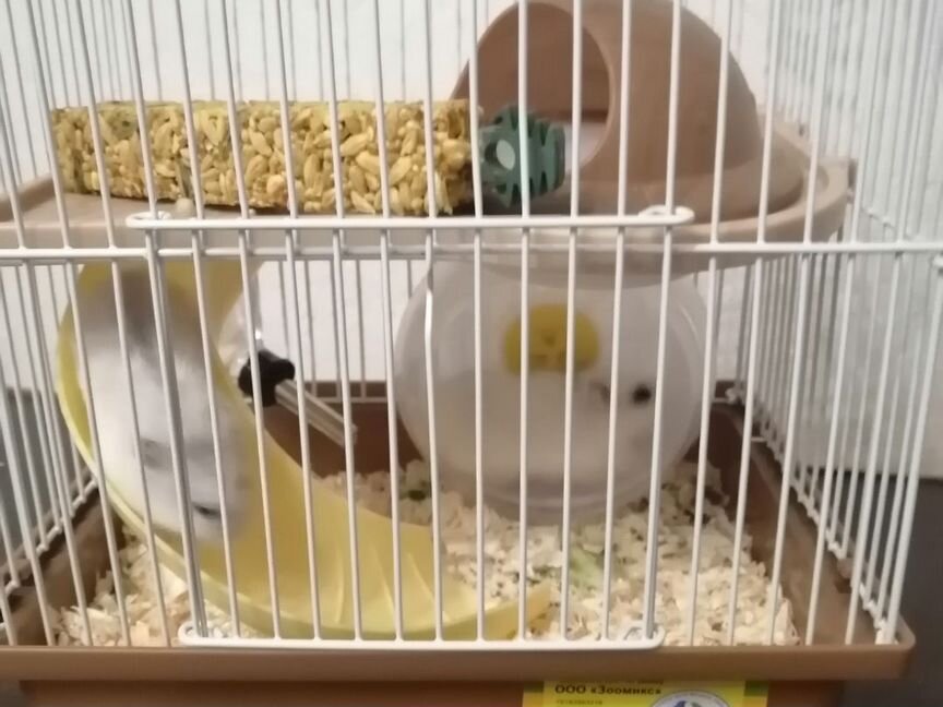 Клетка для джингарика