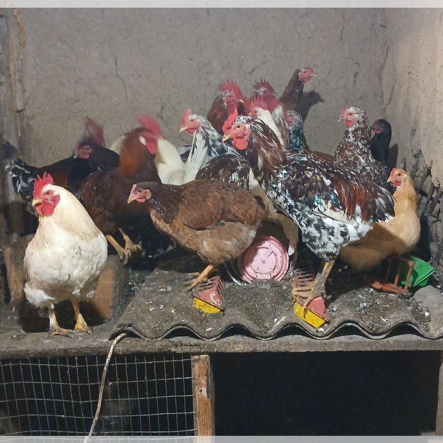 Ливенские ситцевые