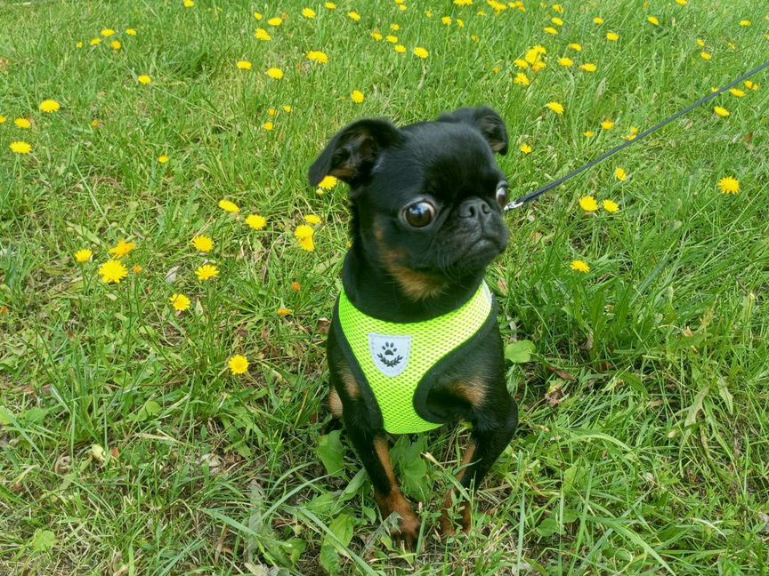 Пти брабансон