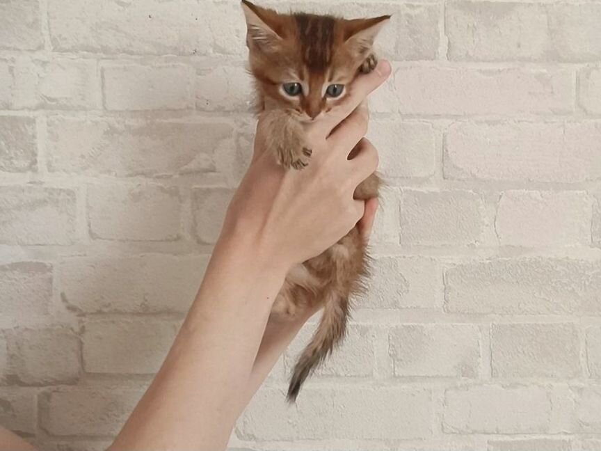 Золотой мальчик