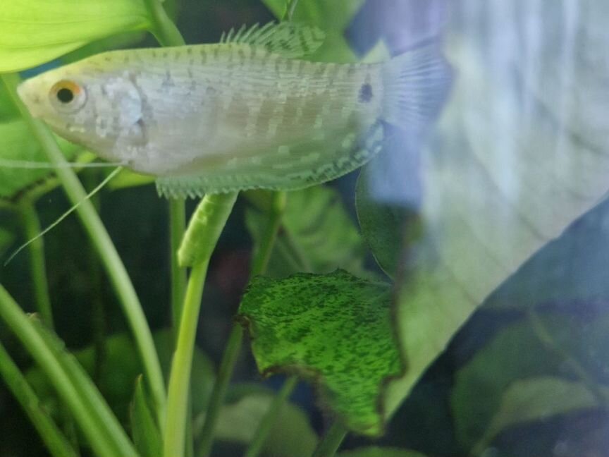 Продаю рыбок и аквариумные украшения