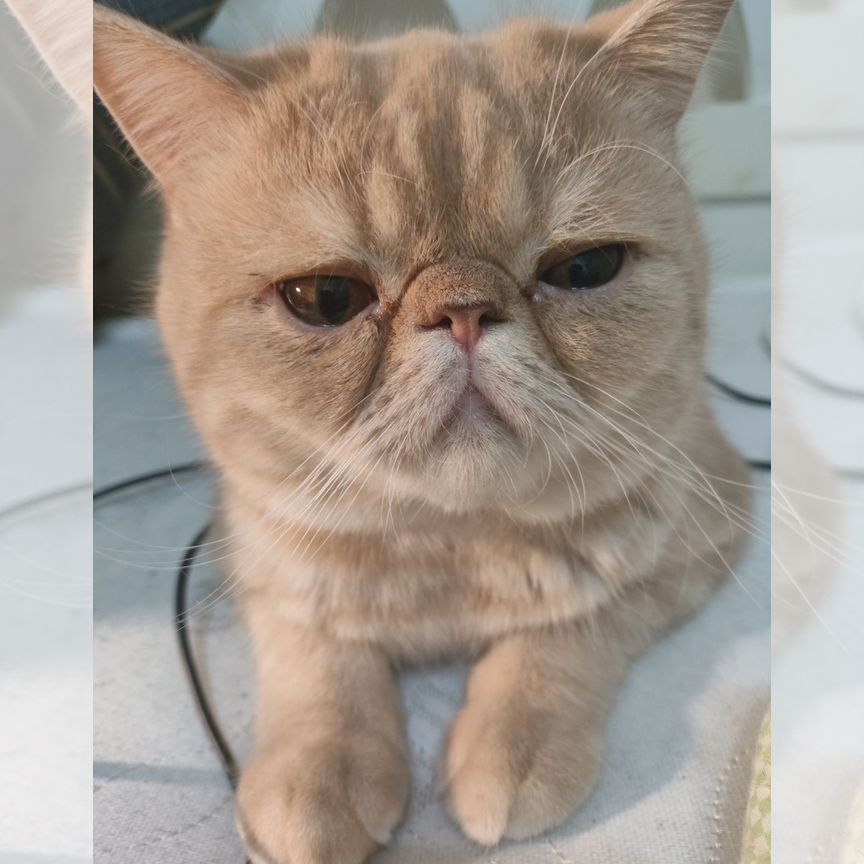 Кот экзот