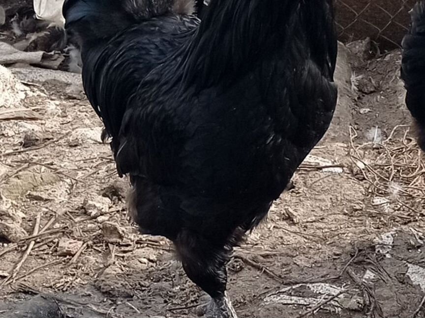 Молодые петухи Ухейилюй