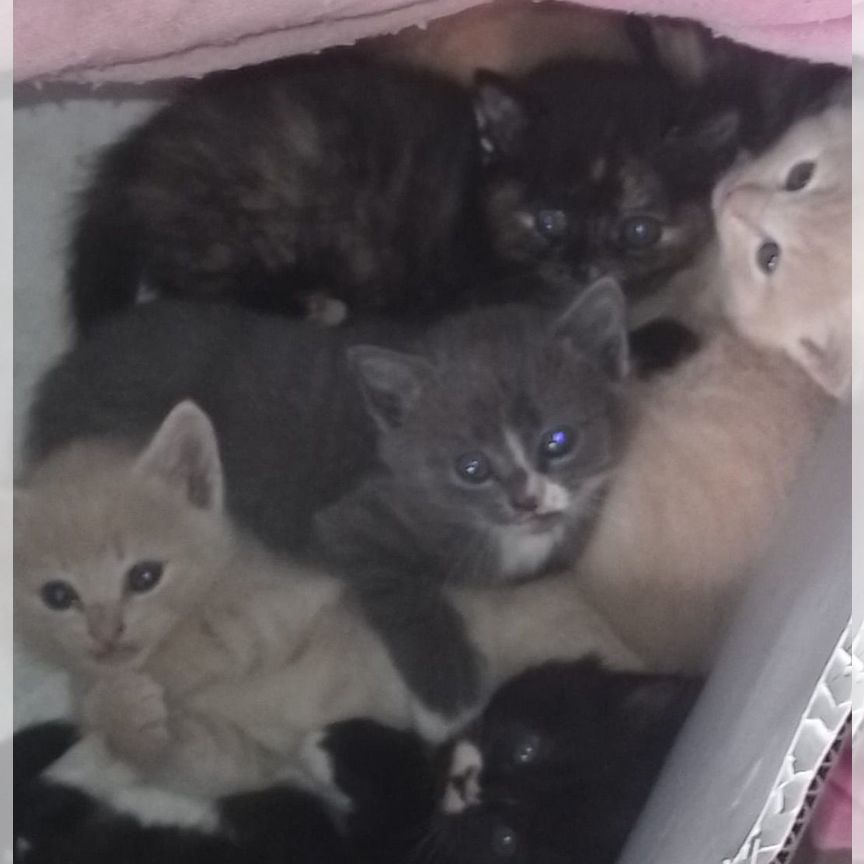 Котята