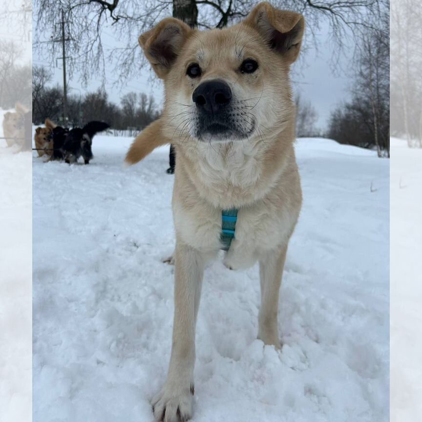 Взрослый пёс в добрые руки