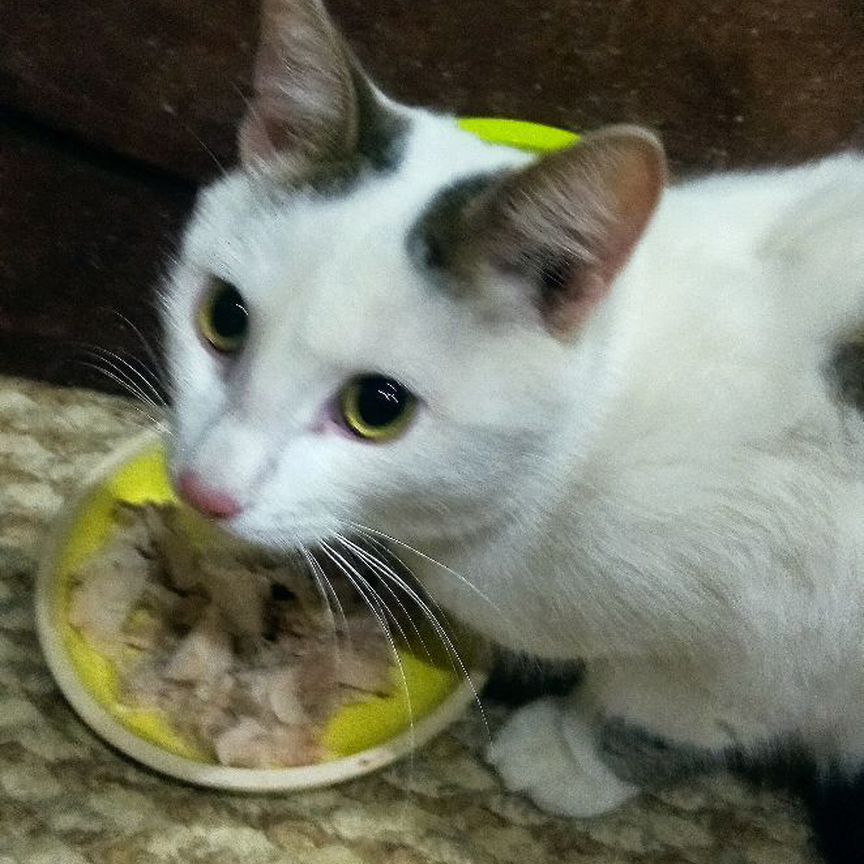 Котик, потеряшка в добрые руки