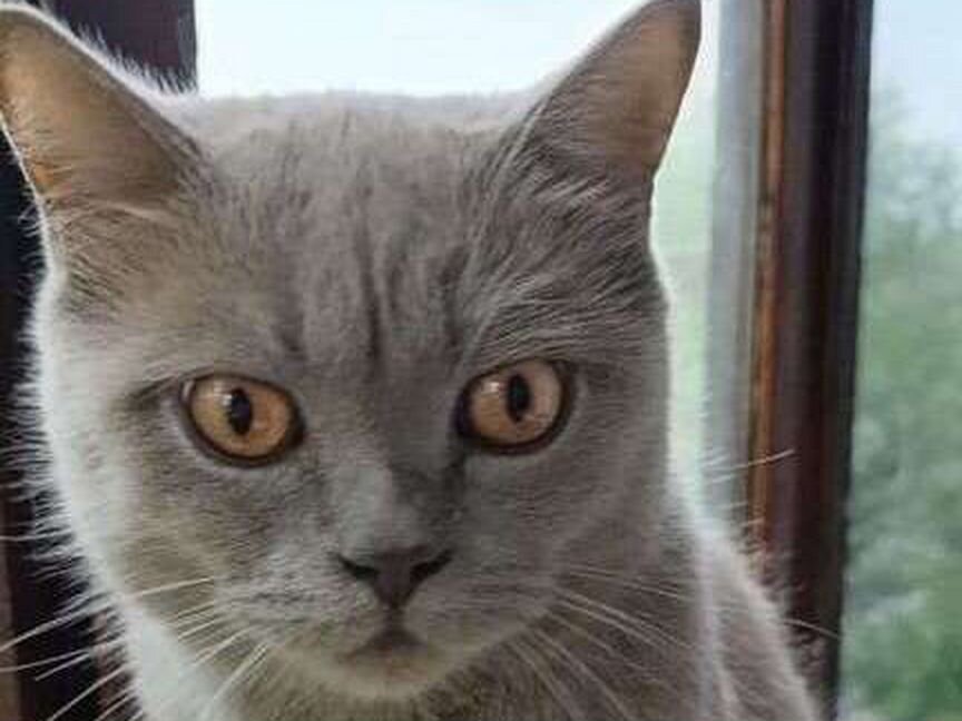 Британец Цезарь 1год кастрирован ручной ласковый