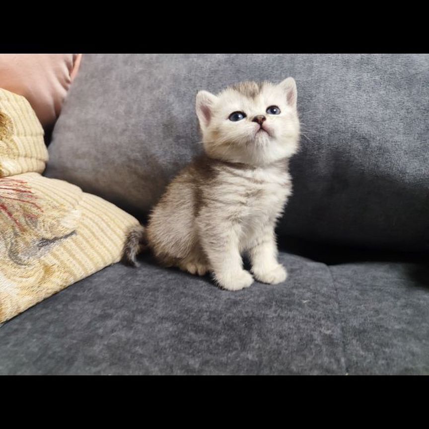 Шотландская