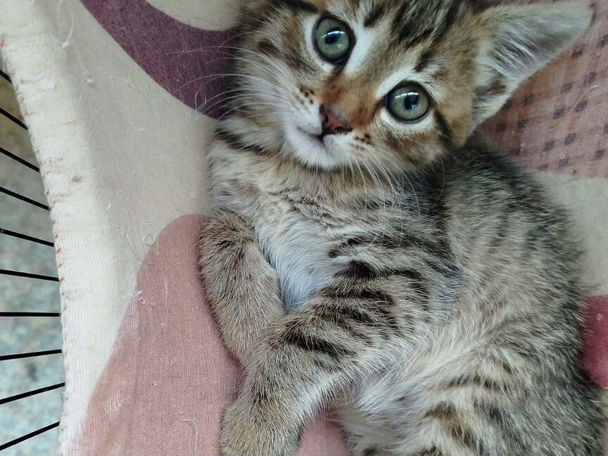 Спасите Тыковку