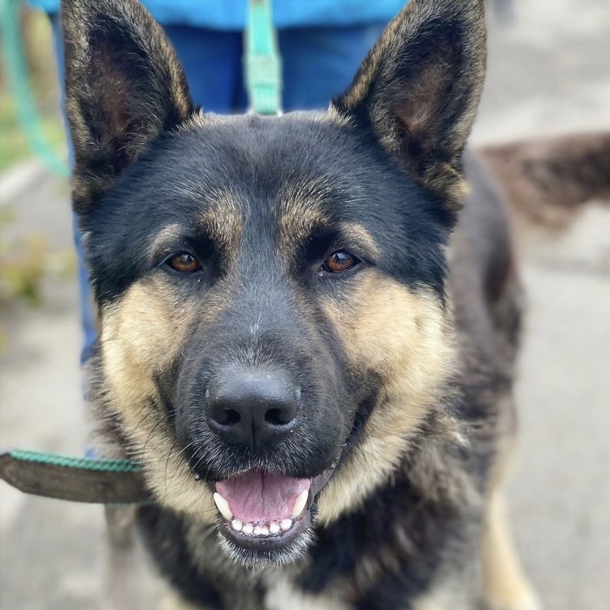 Немецкая овчарка, взрослый пёс