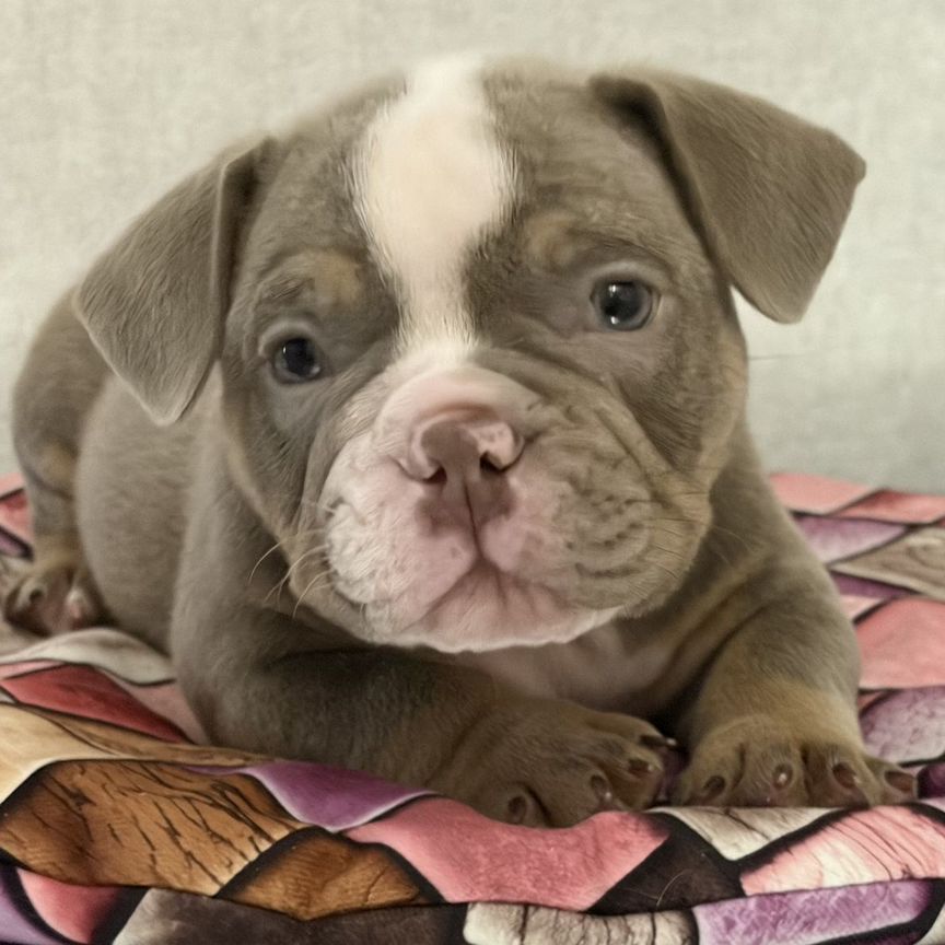 Американский булли, щенок