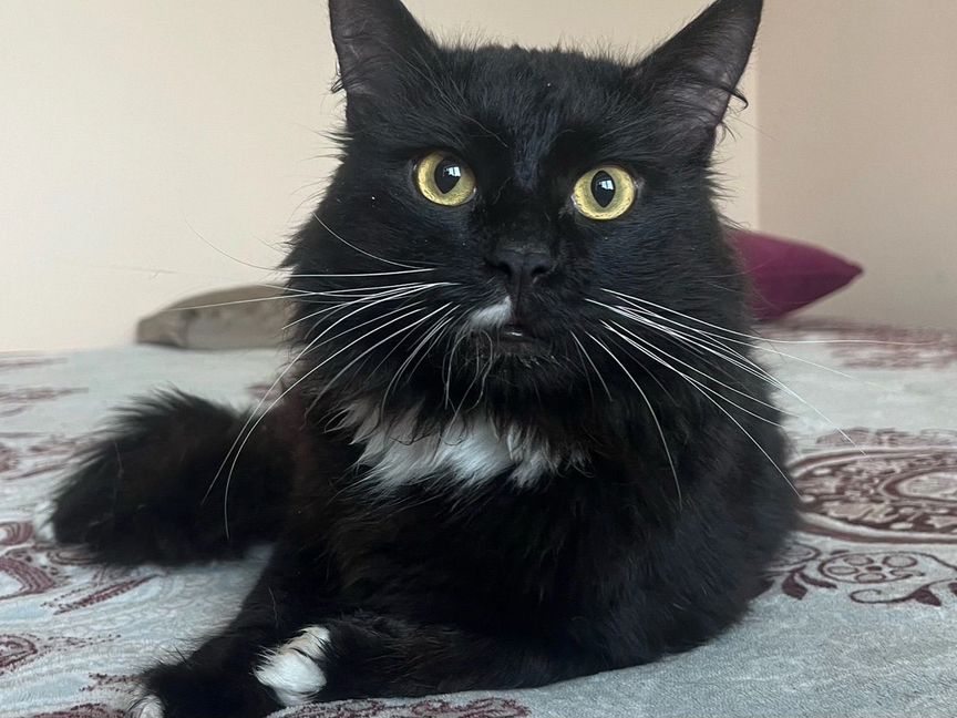 Молодой котик в добрые руки