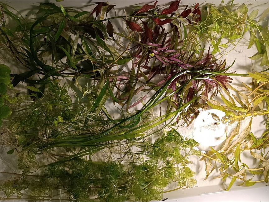 Аквариумная прополка