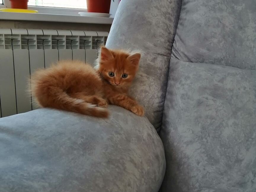 Рыжий котенок, мальчик, бесплатно