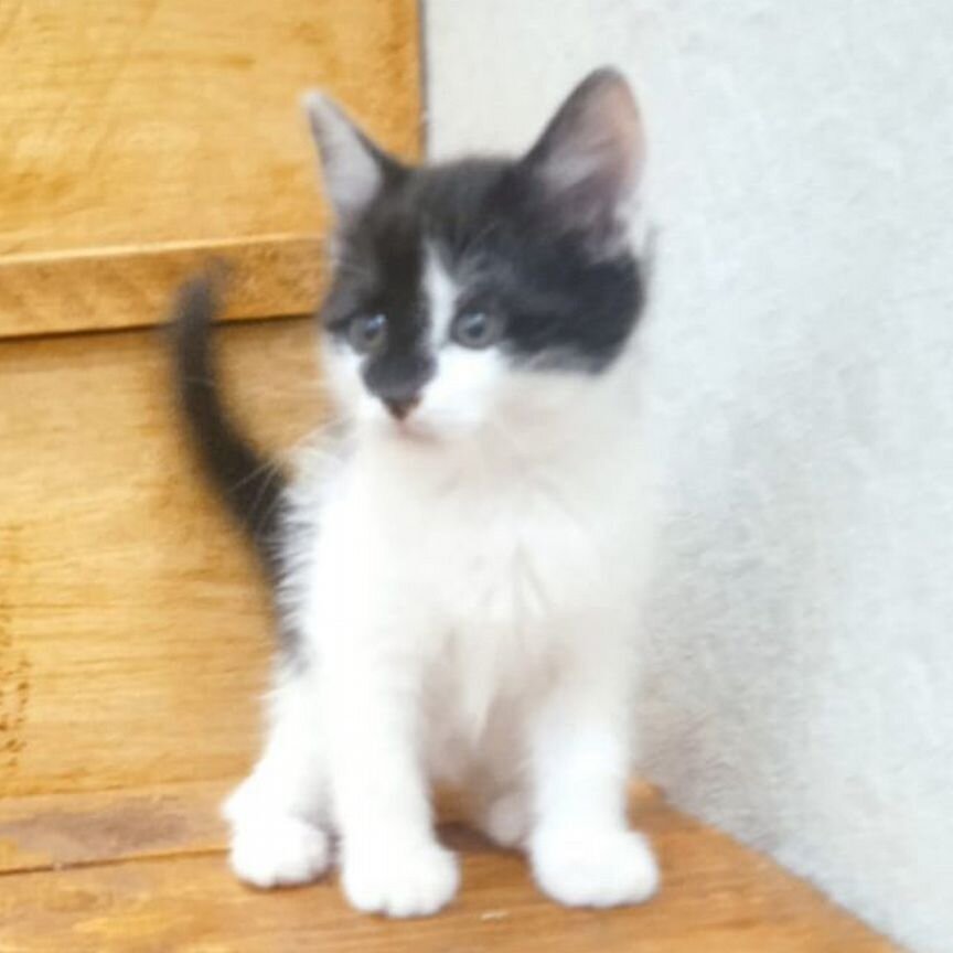 Котята от британской кошки