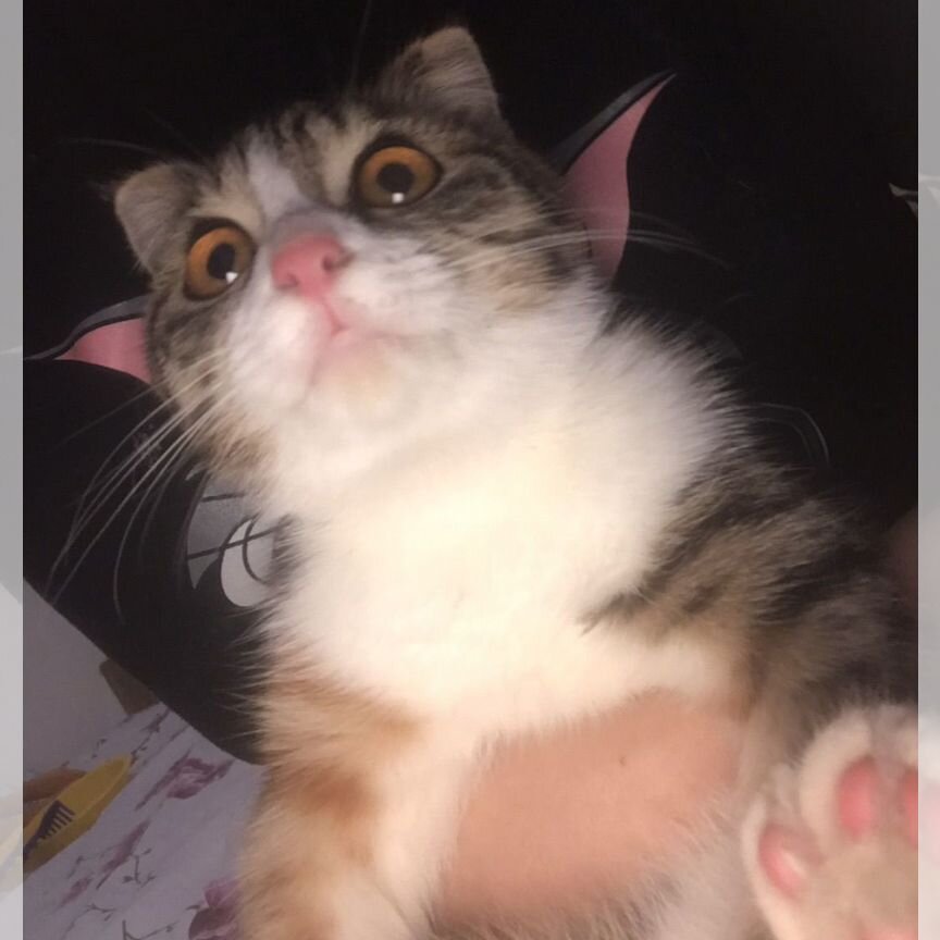 Веслоухая кошка трёхцветная