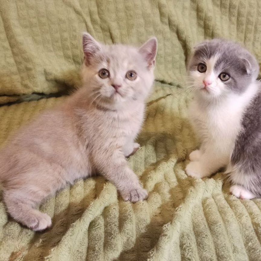 Шотландские котята
