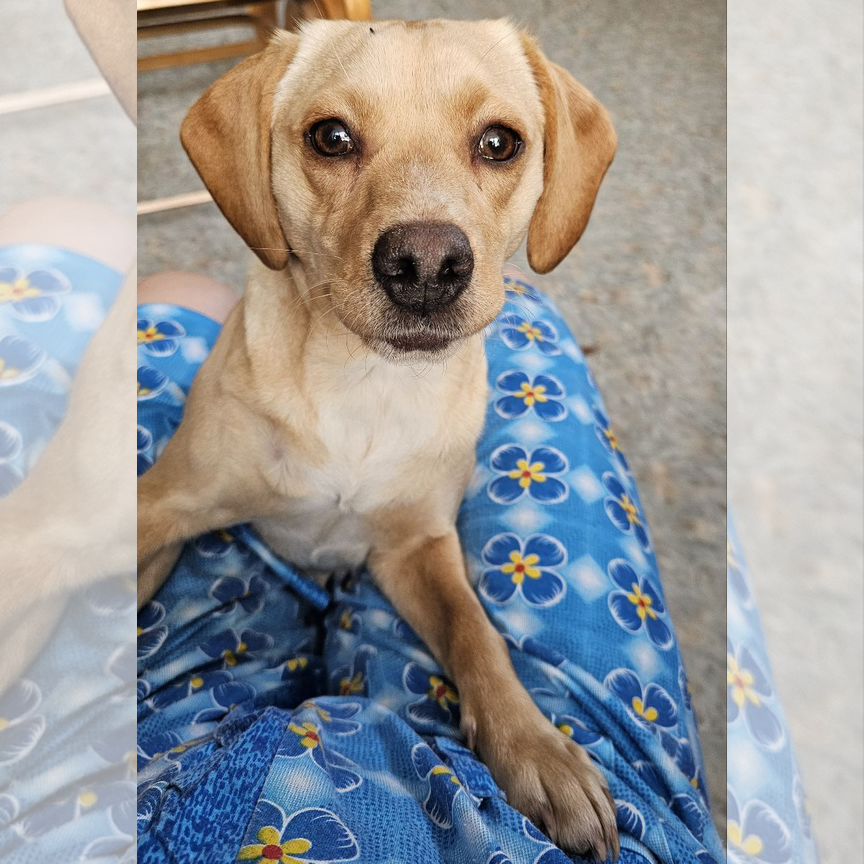 Взрослая собака в добрые руки