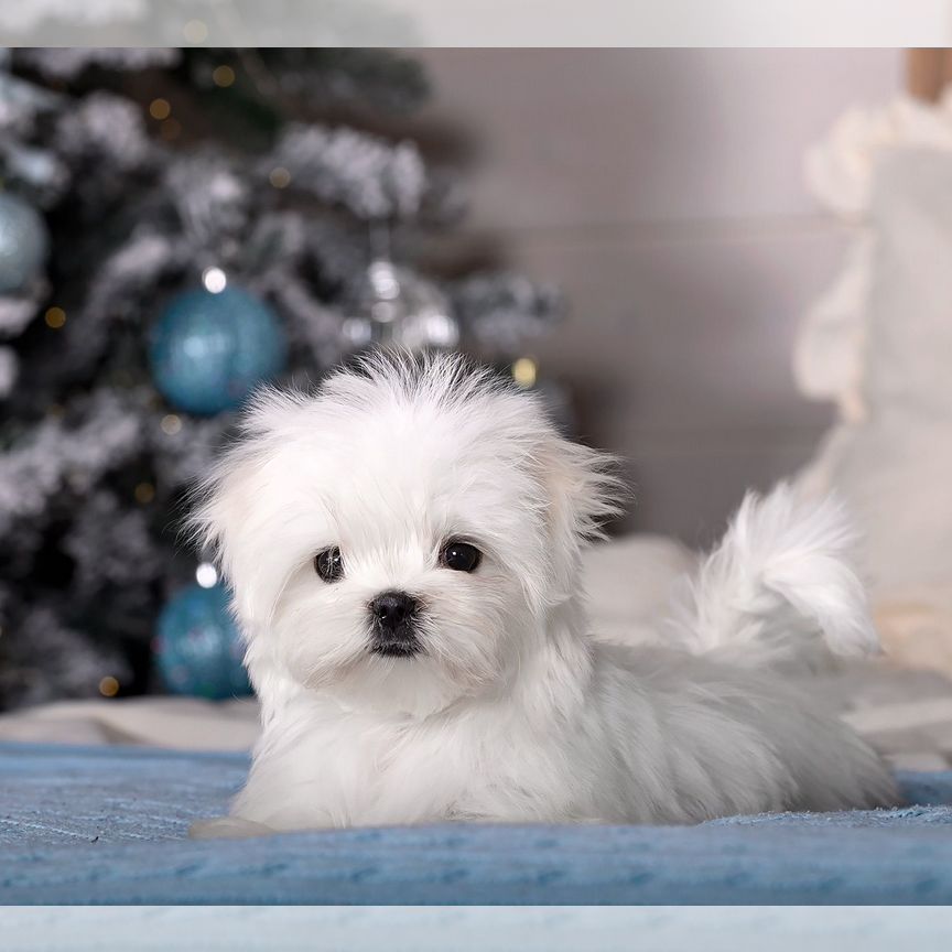 Мальтийская болонка, щенок