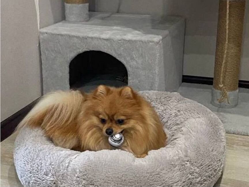 Лежанка для собак и кошек