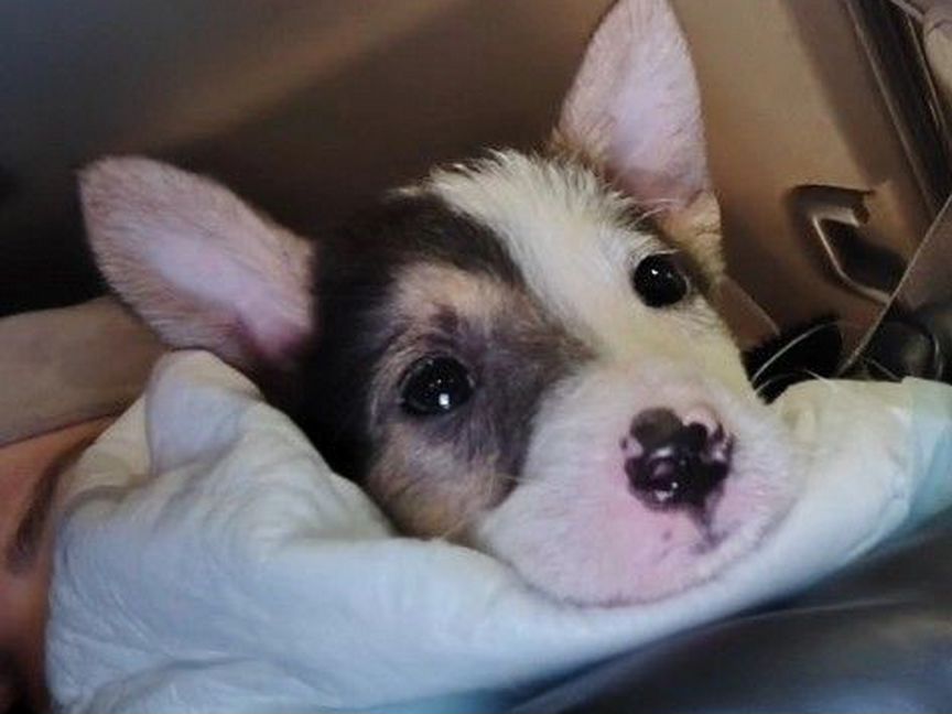 Щеночки мелкие 2 месяца с доставкой