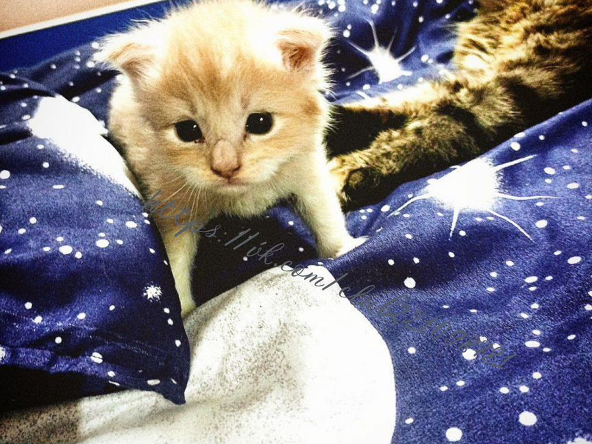 Мейкун, кун, мейн-кун, котята