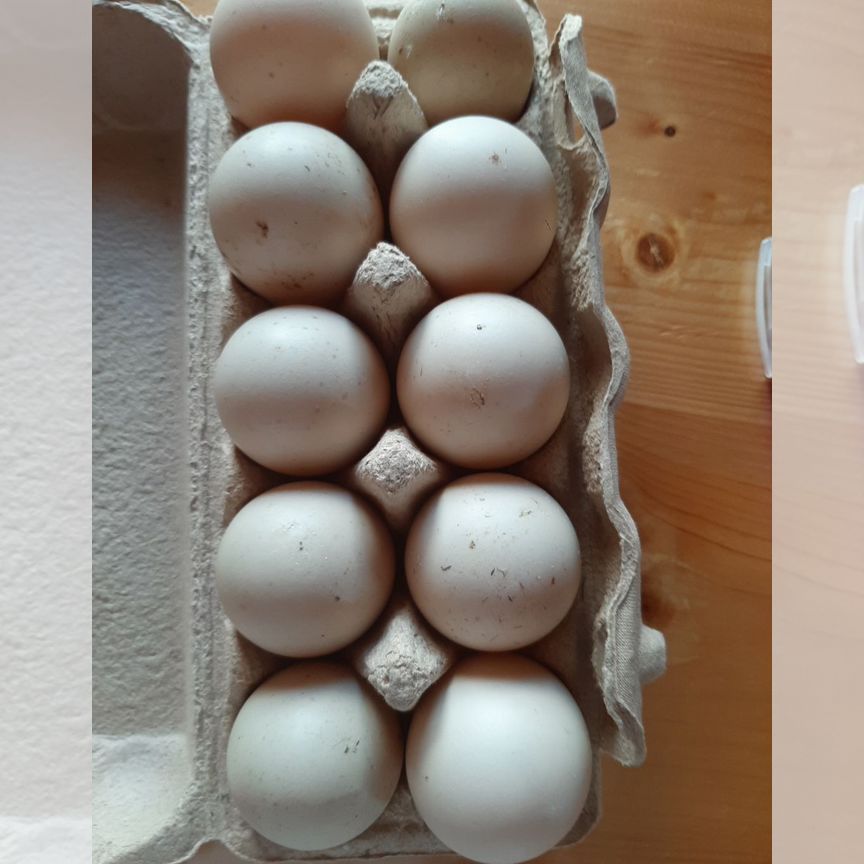 Инкубационное яйцо белой муск. утки тяжелой линии