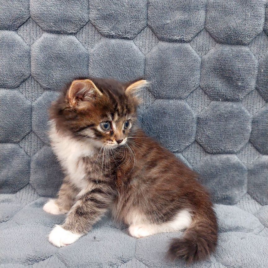 Котёнок