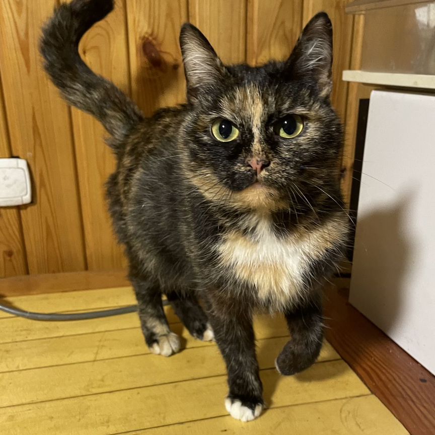 Взрослая кошка в добрые руки