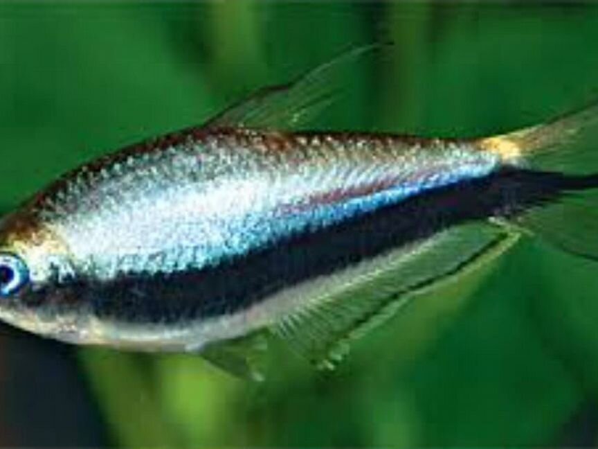 Рыбки аквариумные королевская тетра