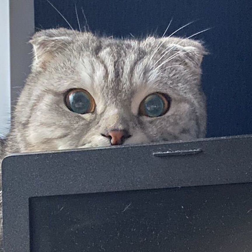 Шотландский вислоухий короткошёрстный, взрослый кот