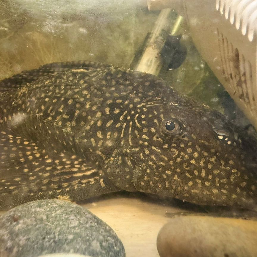 Аквариумный сом в дар