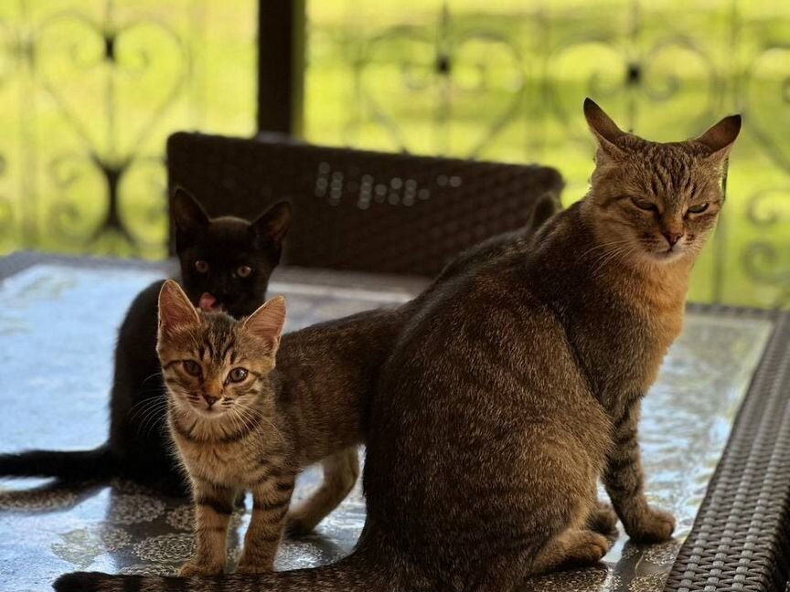 Котятя ищут уютный любящий дом