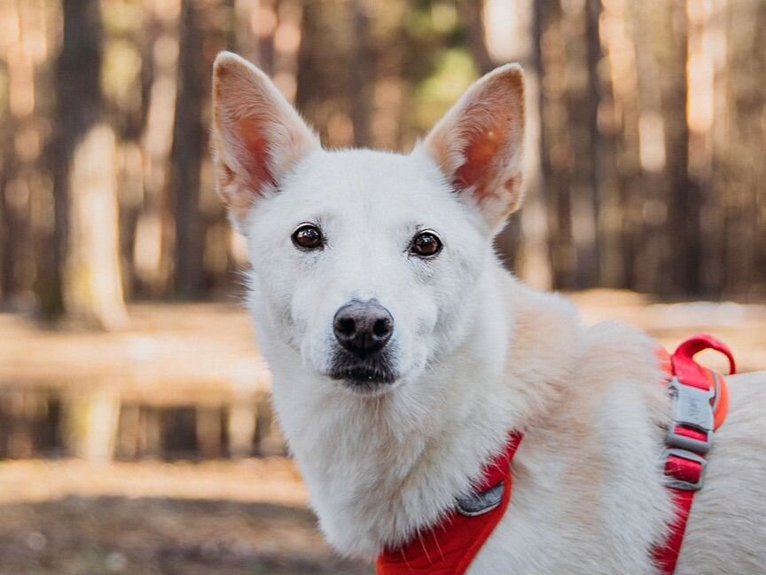 Собака в добрые руки