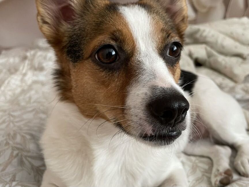 Джек рассел для вязки (девочка)