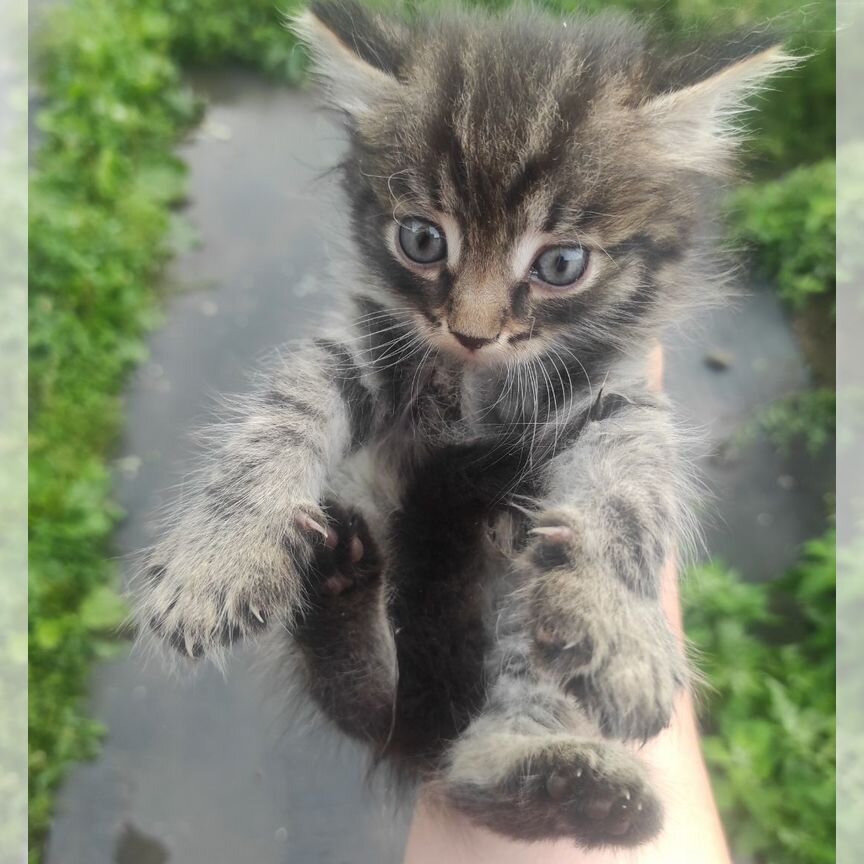 Котята в добрые руки бесплатно