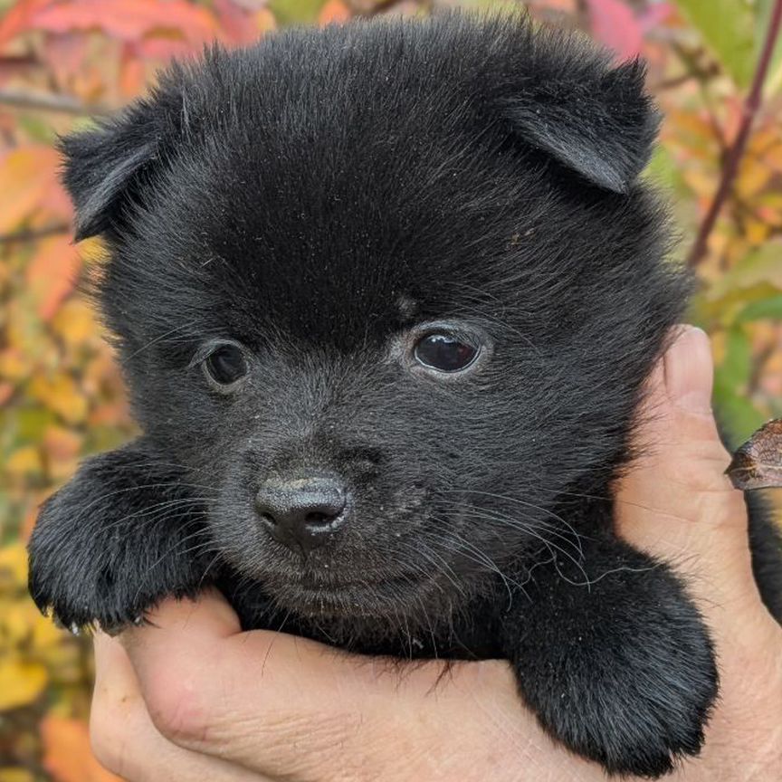 Схипперке, щенок