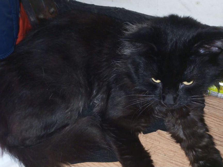 Чёрный котик скоро окажется на улице