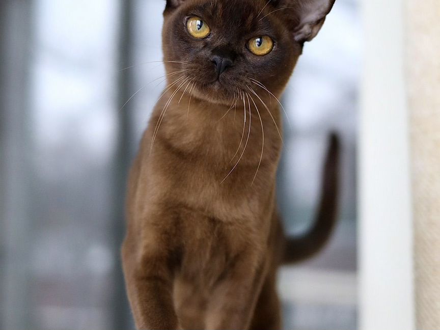 Бурманская