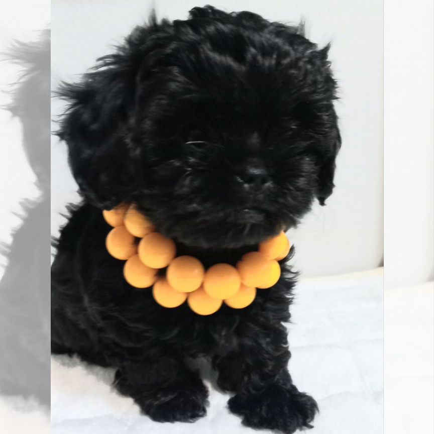 Мальтипу, щенок