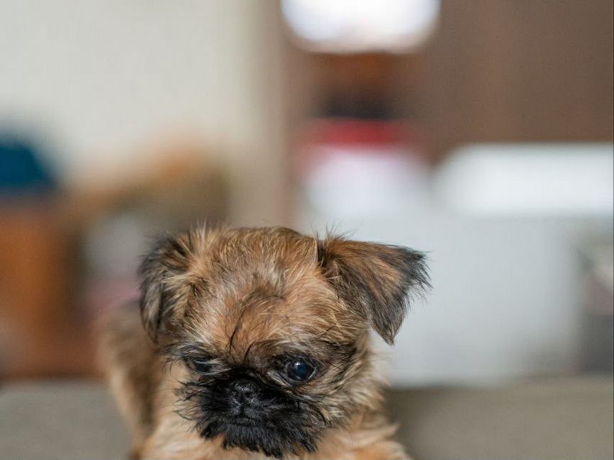 Щенки брюссельскогл гриффона