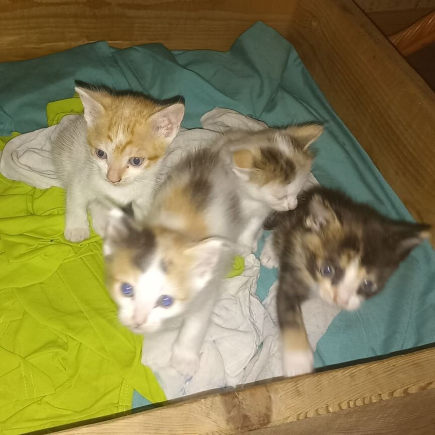 Котёнок в добрые руки